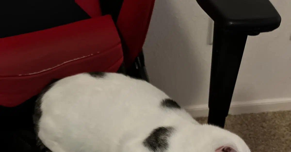 Lost Cat | The Mighty 790 KFGO | KFGO