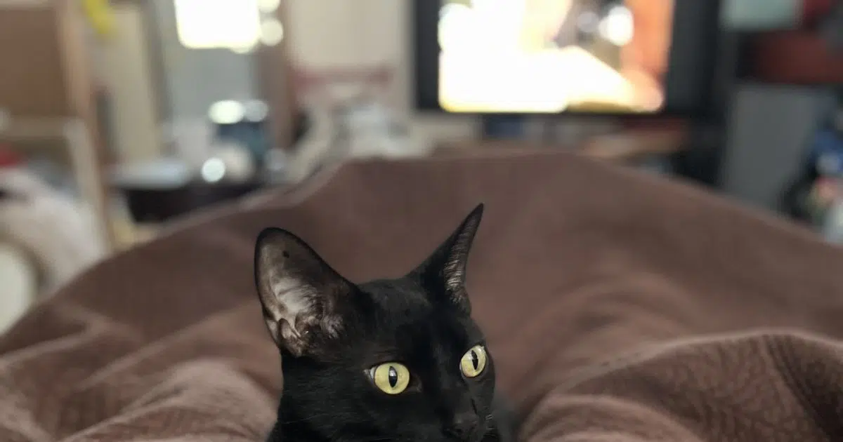 Lost black cat | The Mighty 790 KFGO | KFGO