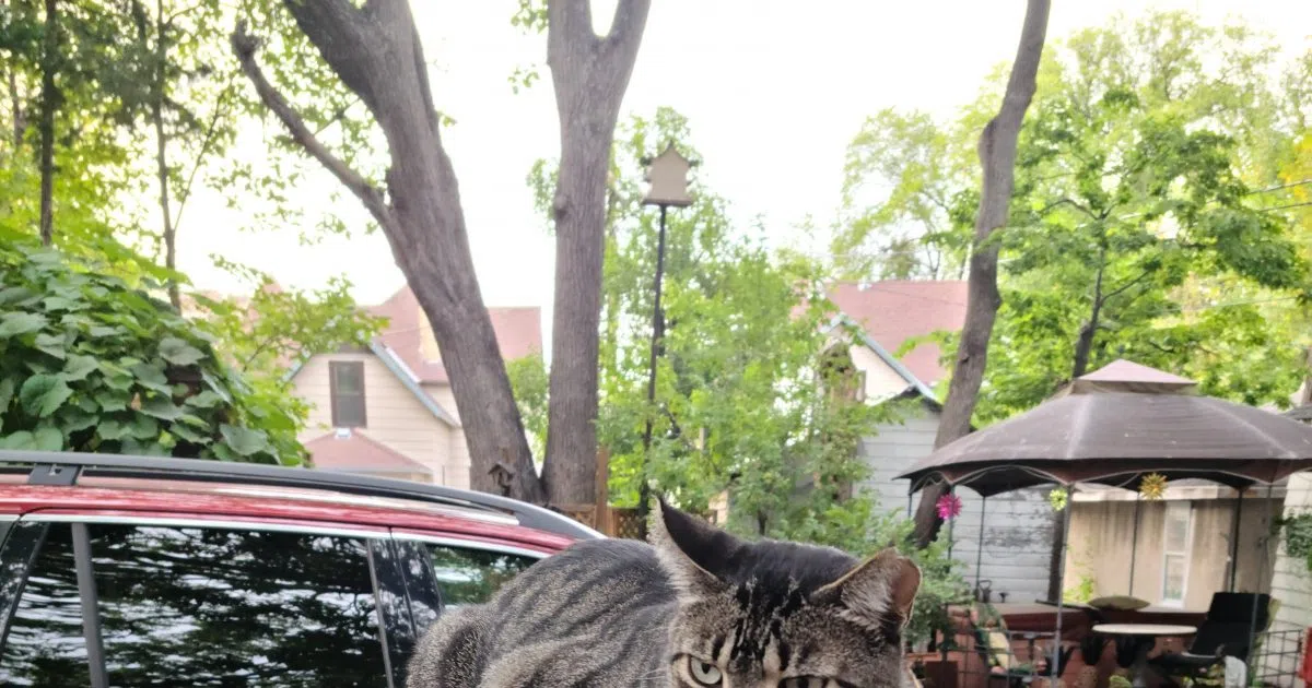 Lost Tabby | The Mighty 790 KFGO | KFGO