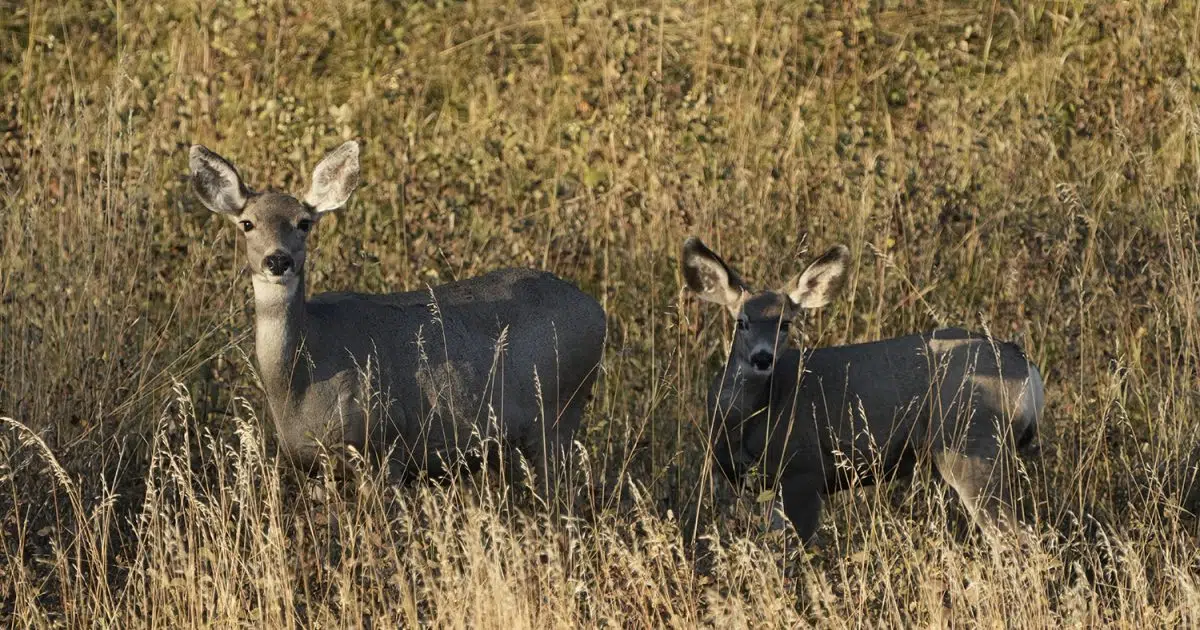 2024 #NDGF Fall Mule Deer Survey Begins | 740 The FAN
