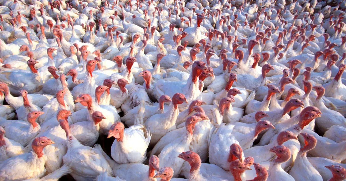 Over 400,000 turkeys killed in response to SD’s bird flu outbreak ...