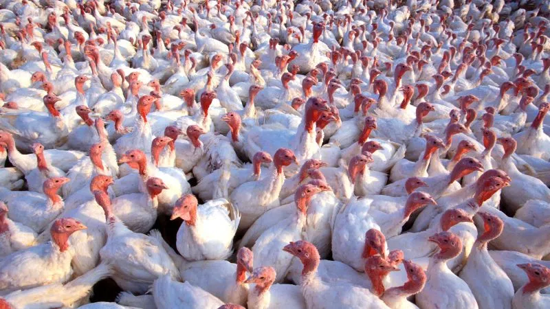 Red Pepper announces 2nd location in Fargo | The Mighty 790 KFGO | KFGO