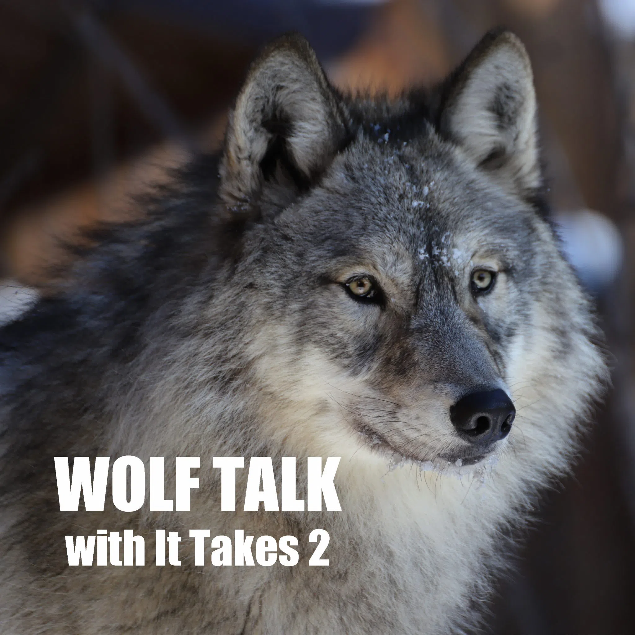 The “Wolf Talk” Series with Maddy Witt | The Mighty 790 KFGO | KFGO