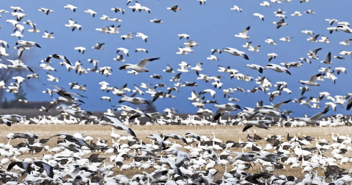 #NDGF 2025 Spring Light Goose Conservation Order | The Mighty 790 KFGO ...