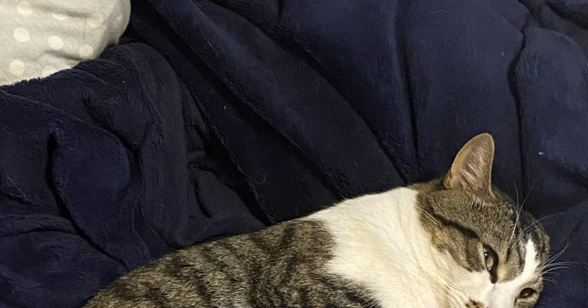 Lost Cat – Marlow | The Mighty 790 KFGO | KFGO