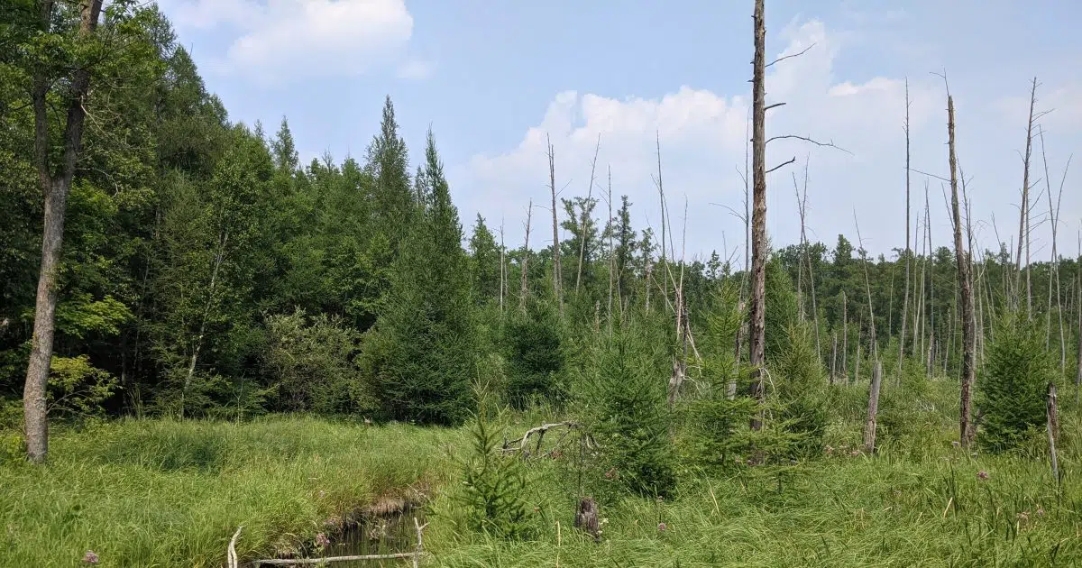Stream trout fishing opens in streams statewide April 13 | The Mighty ...