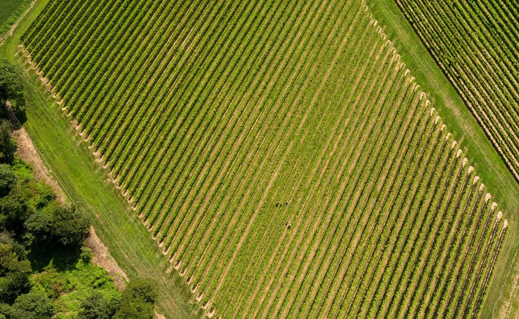 USDA releases June WASDE report | The Mighty 790 KFGO | KFGO