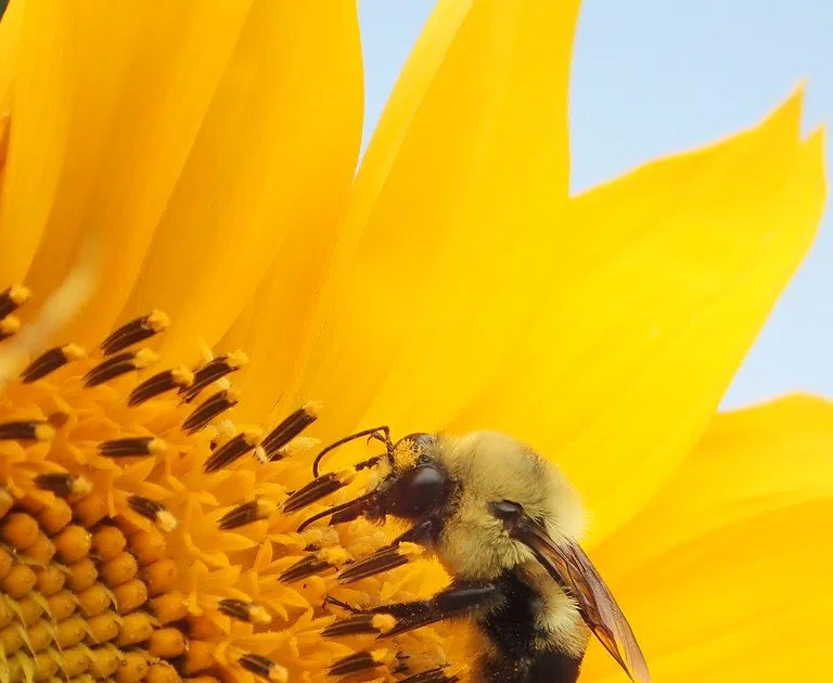 USDA recognizes National Pollinator Week | The Mighty 790 KFGO | KFGO