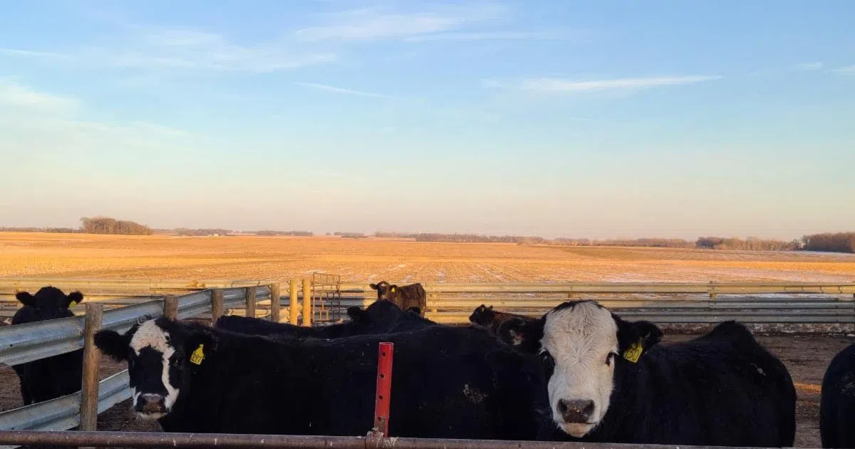 SDSU, NDSU Extension hosting beef cattle feeding programs | 740 The FAN