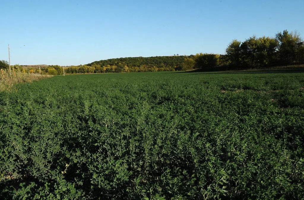 NAFA’s Alfalfa Variety Ratings now available | The Mighty 790 KFGO | KFGO