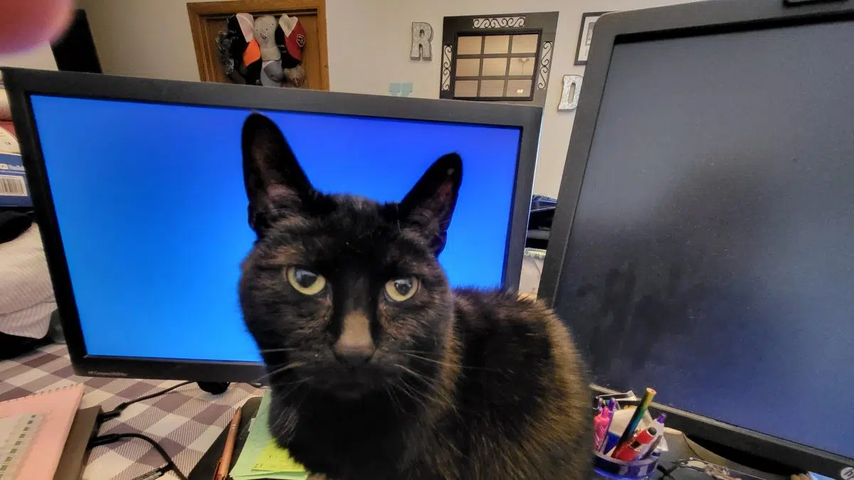 Lost Cat – Knight | The Mighty 790 KFGO | KFGO