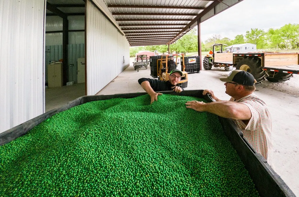 USDA launches Farmer Seed Liaison Initiative | The Mighty 790 KFGO | KFGO