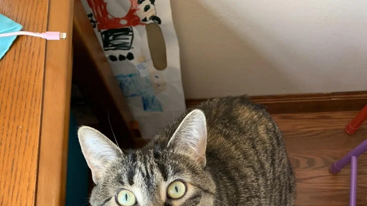 Lost Cat – Gypsy | The Mighty 790 KFGO | KFGO