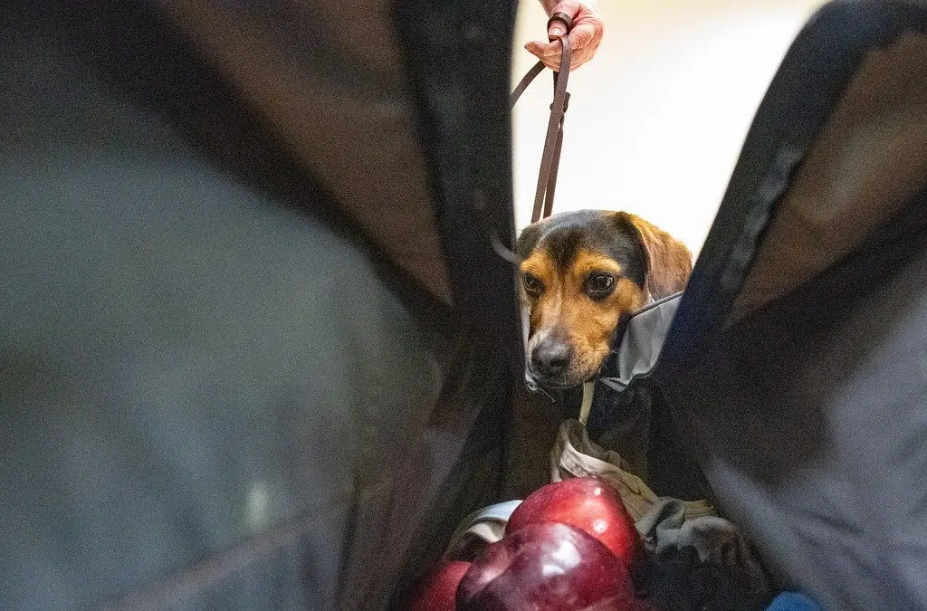 APHIS proposal to strengthen Quarantine and Inspection program | The ...