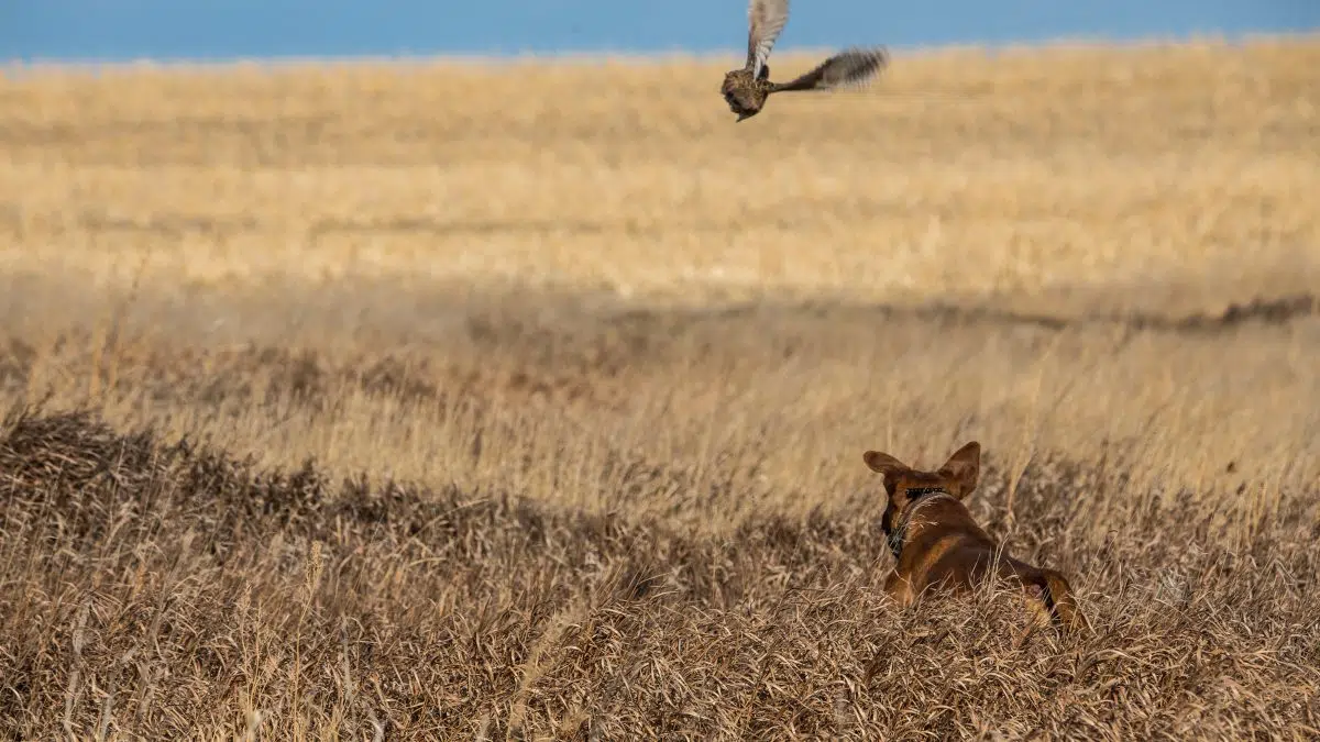 Taking care of your hunting dog this fall | The Mighty 790 KFGO | KFGO