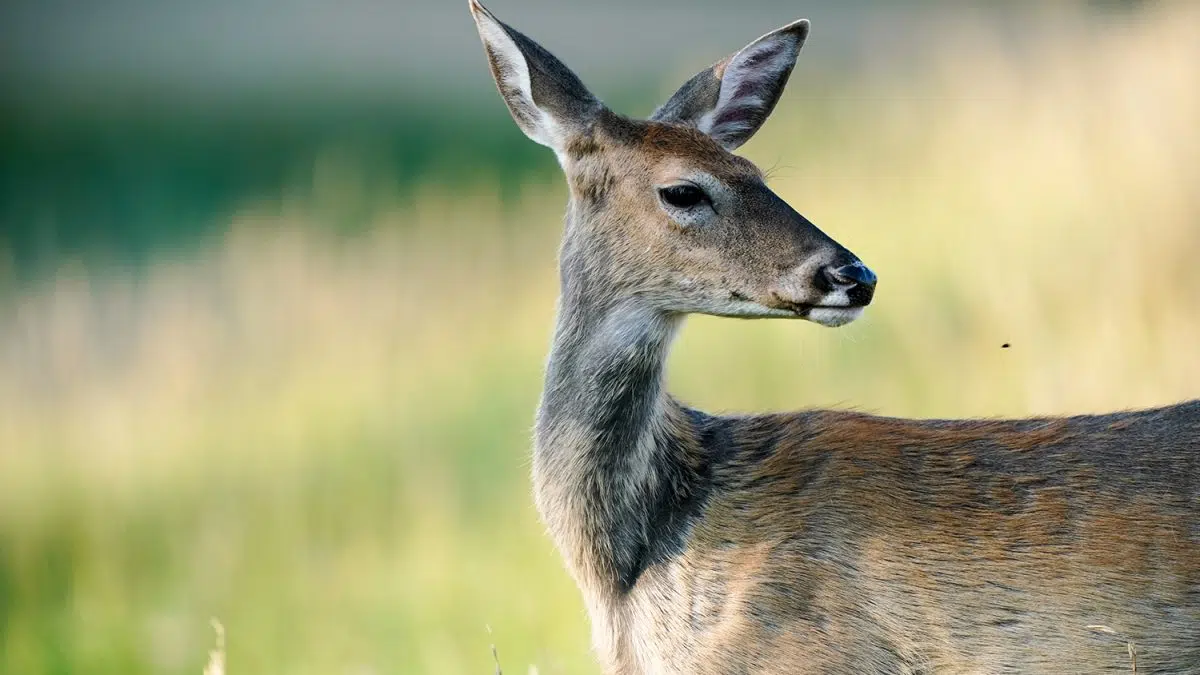 Governor signs bill on hunting deer with bait in North Dakota | The ...