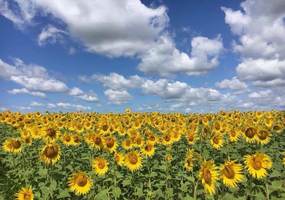 Pilot dies in crop dusting airplane crash near New Rockford | The ...