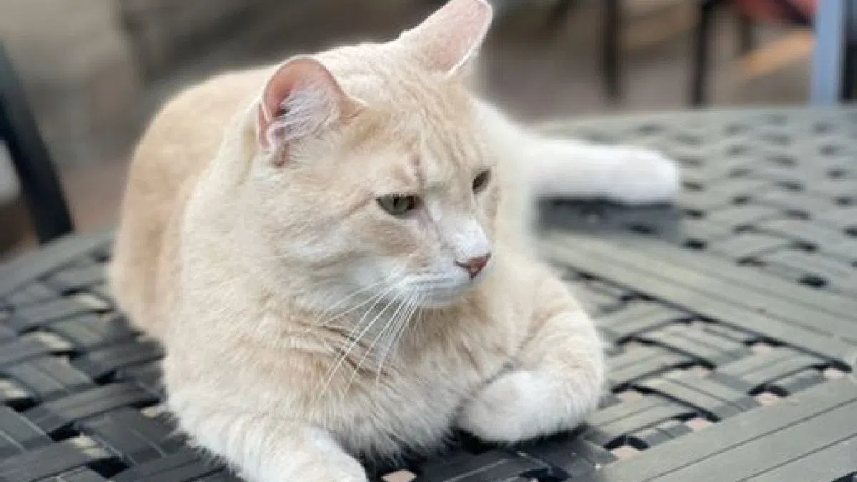 Governor Walz says family cat is missing | The Mighty 790 KFGO | KFGO