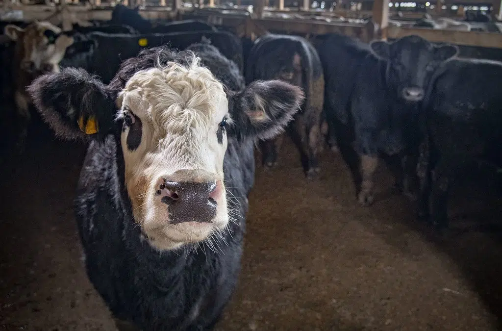 Early 2023 hog and cattle weights lagged behind 2022 | The Mighty 790 ...