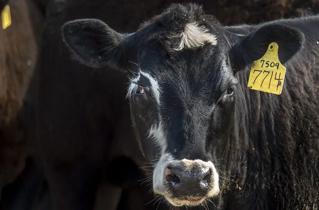 University of Minnesota Extension, Minnesota Beef Council offer Beef ...