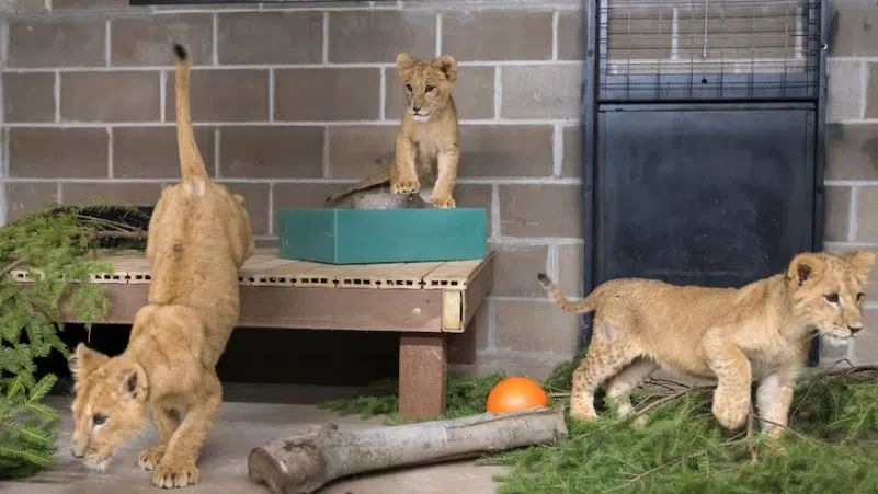Lions rescued from Ukraine arrived in Minnesota 1 year ago | The Mighty ...