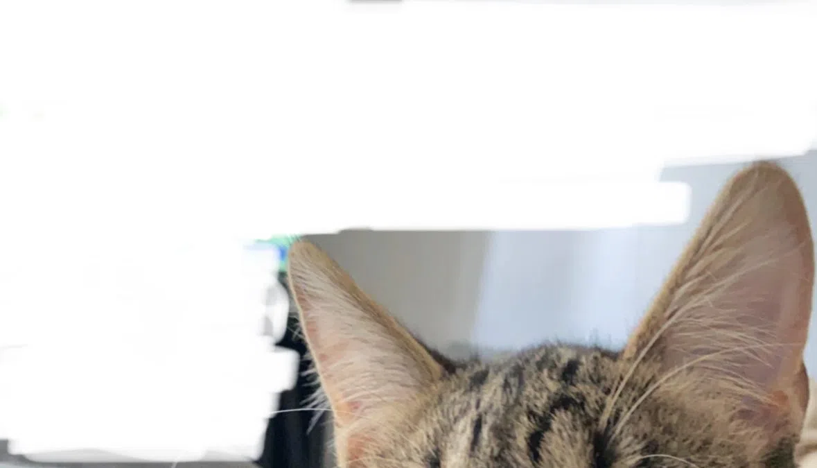 Lost Cat | The Mighty 790 KFGO | KFGO