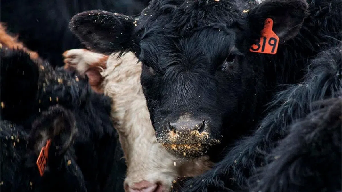 SDSU Extension to host webinar on backgrounding calves | The Mighty 790 ...