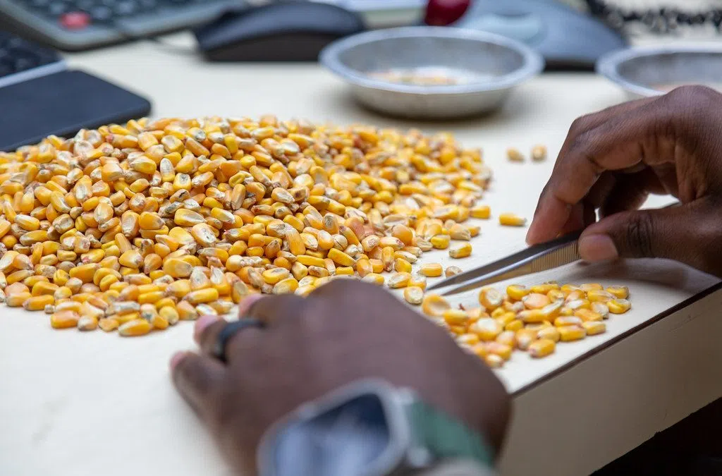 USGC touts U.S. corn quality during roadshow in China | The Mighty 790 ...