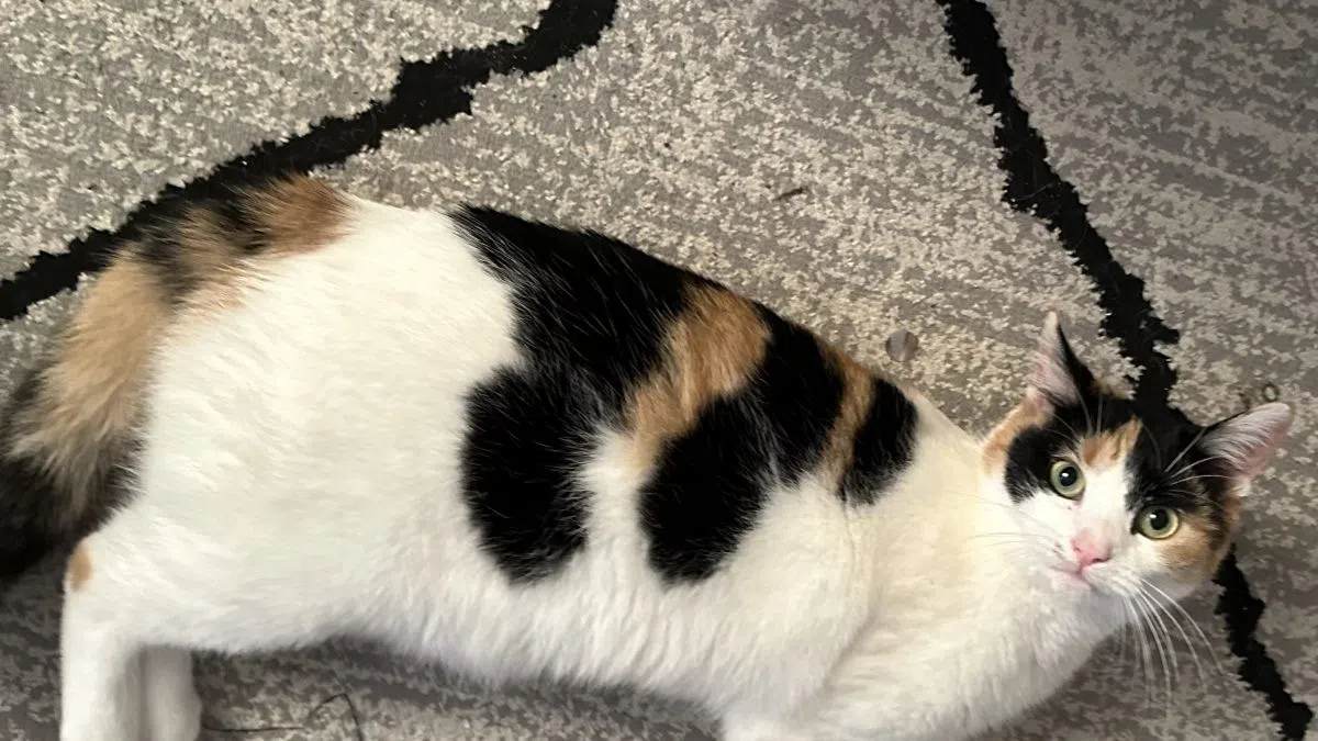 Missing Cat – Betty Confetti! | The Mighty 790 KFGO | KFGO