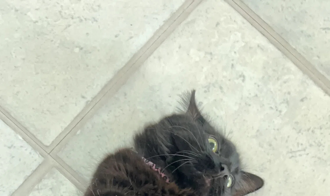 Lost Cat | The Mighty 790 KFGO | KFGO