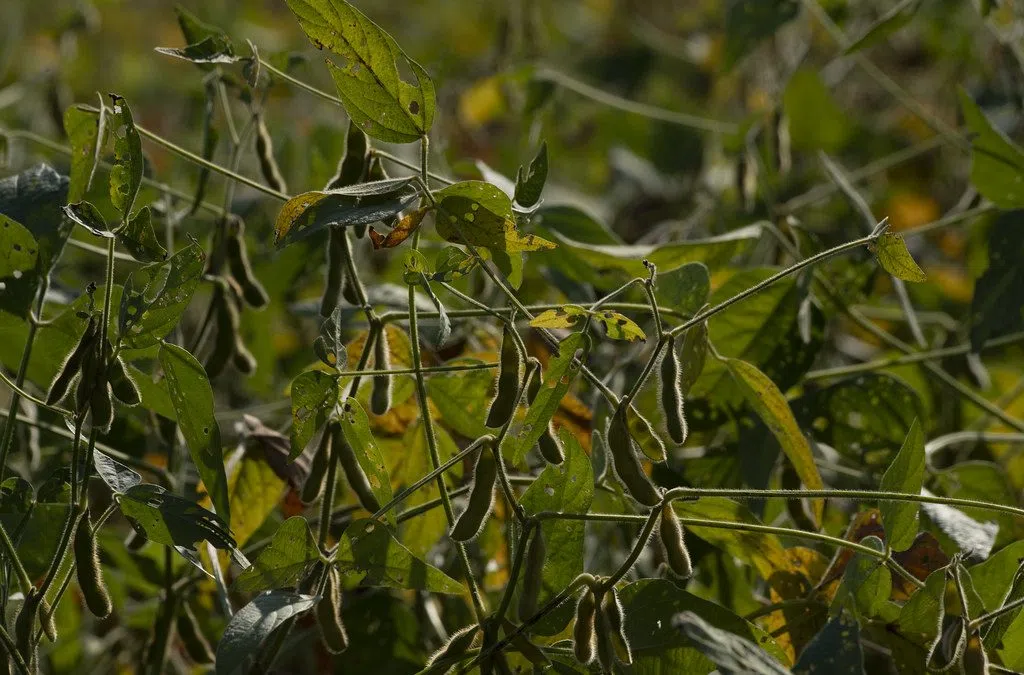 USDA trims global soybean expectations in March WASDE report | The ...