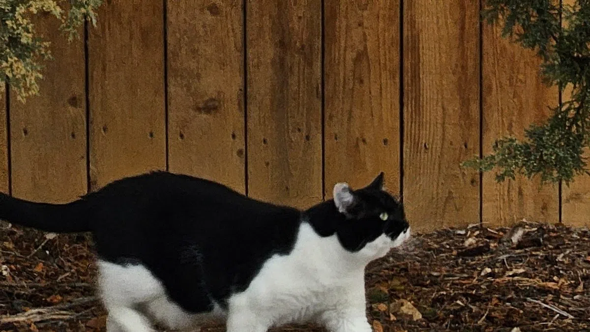 Lost Cat! Cal | The Mighty 790 KFGO | KFGO