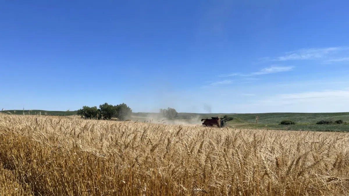 Minnesota Association of Wheat Growers seeking directors for 2025 | The ...