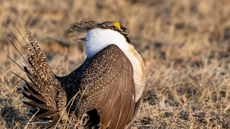 Report: NBA thinking anti-tanking, considers setting lottery order ...