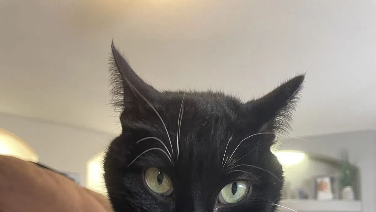 Lost Short Haired Cat | The Mighty 790 KFGO | KFGO