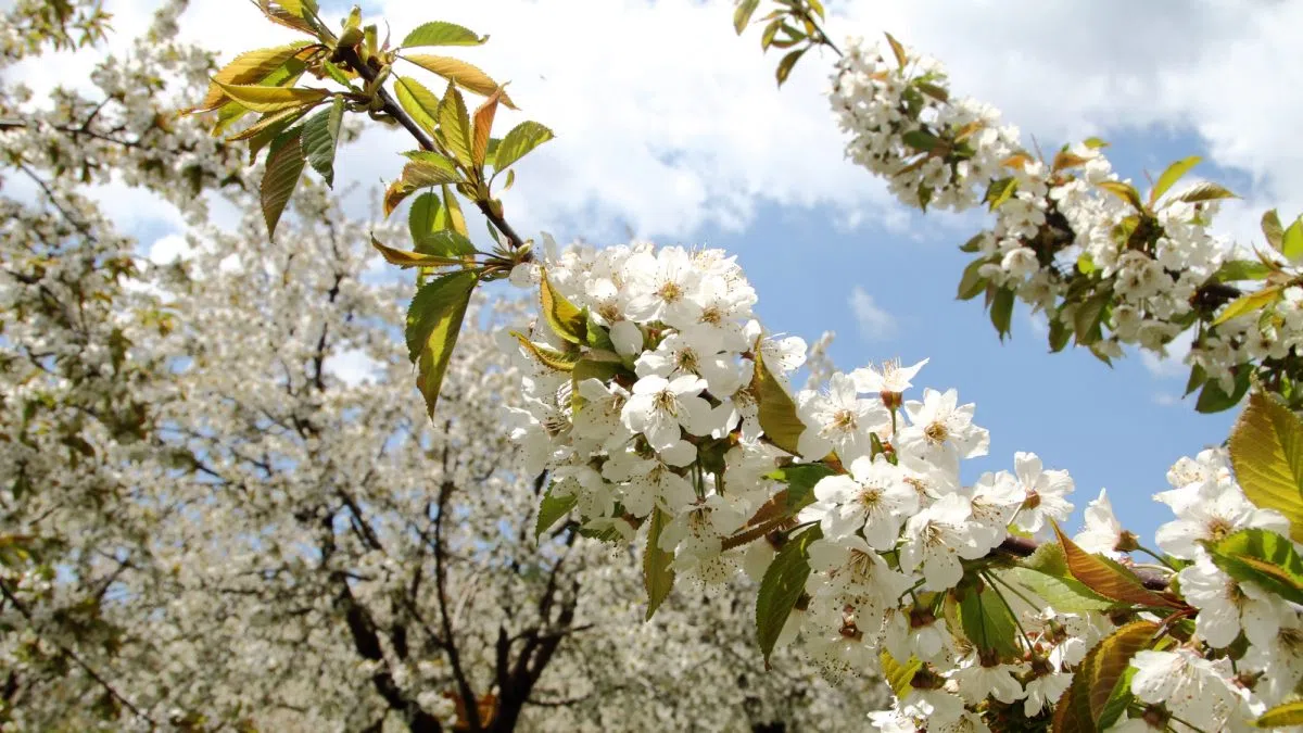 USDA announces changes to Enhanced Coverage Option insurance program in ...