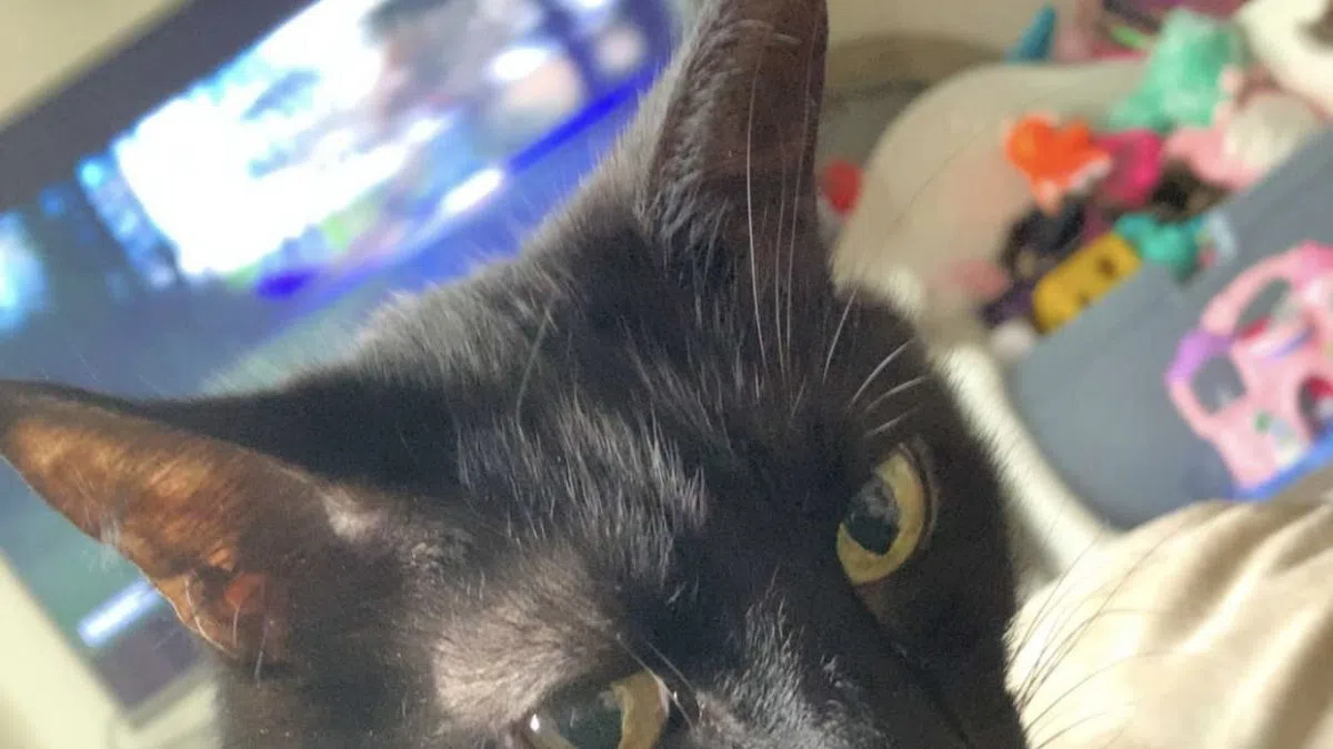 Missing Cat Alert: Help Us Find Chief | The Mighty 790 KFGO | KFGO