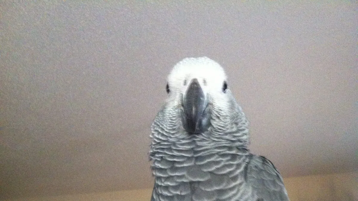 Missing Parrot Alert: Help Us Find Peppy! | The Mighty 790 KFGO | KFGO