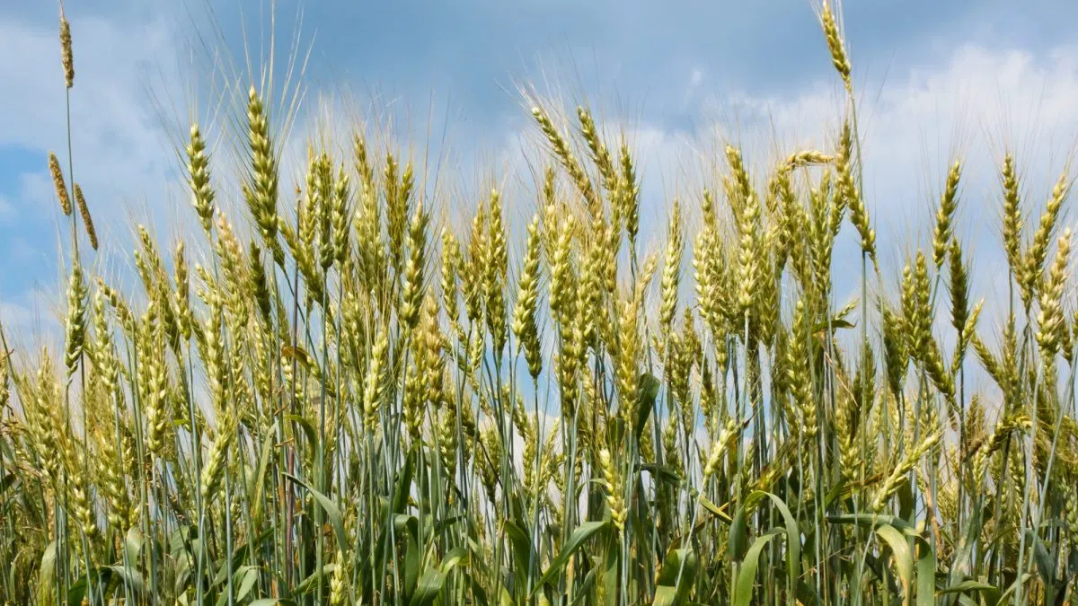 New oat ready for battle against crown rust | The Mighty 790 KFGO | KFGO