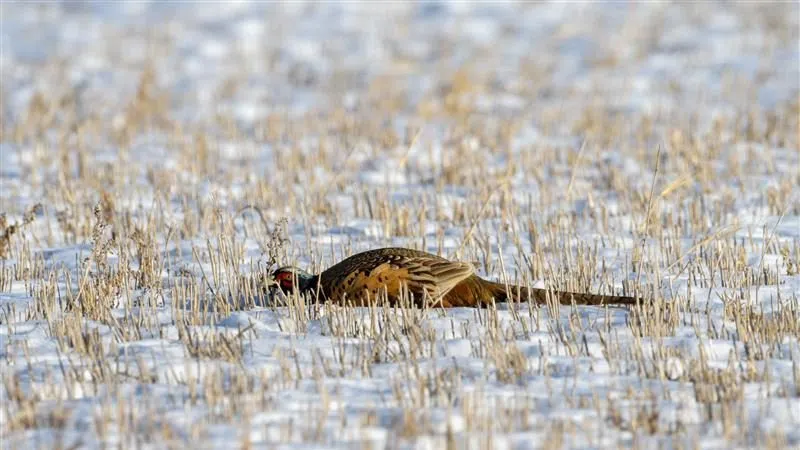 Factbox-Weight-loss drug developers line up to tap lucrative market as ...