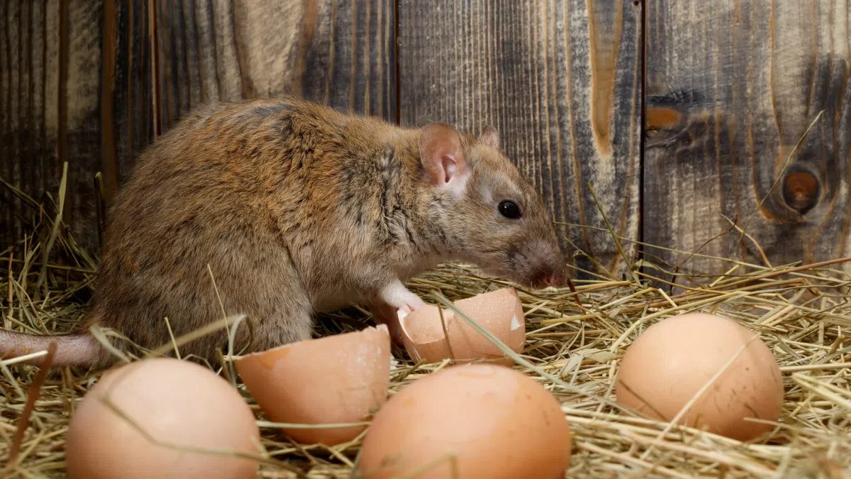 Canada stocks avian flu vaccine as H5N1 found in U.S. rats | The Mighty ...