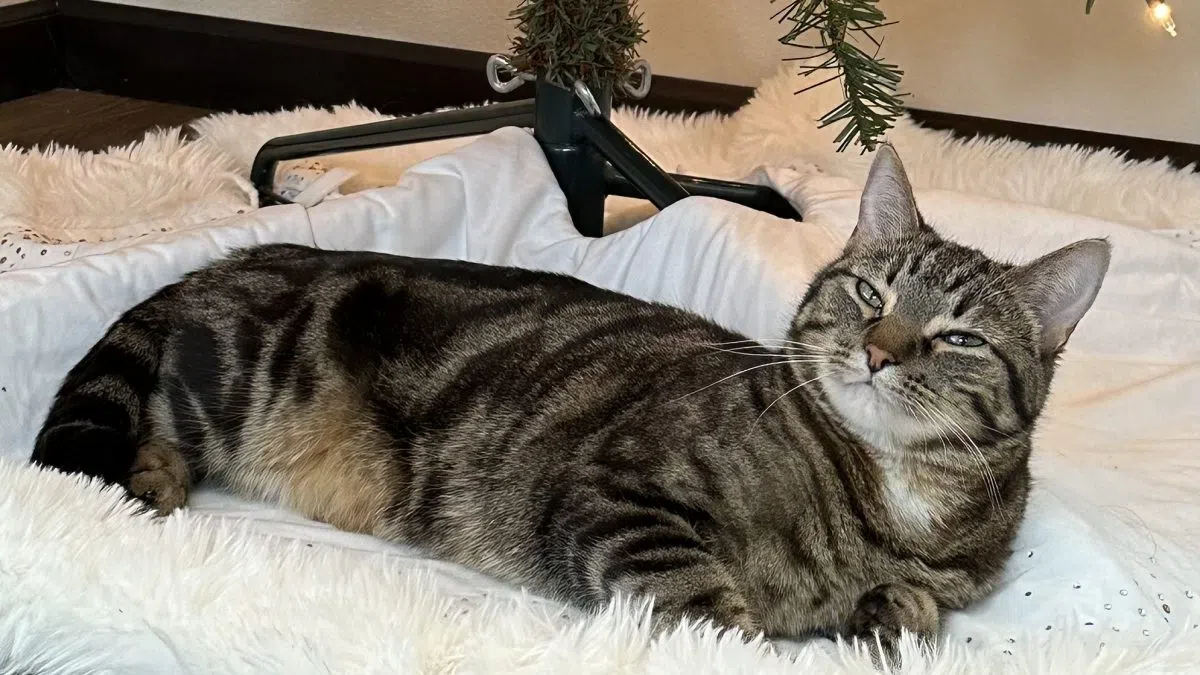 Missing Cat Alert: Help Us Find Raikou! | The Mighty 790 KFGO | KFGO