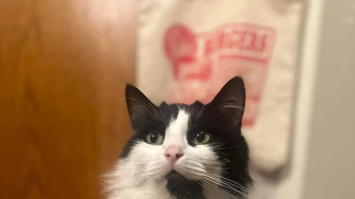 Missing Cat Alert: Help Us Find Moo! | The Mighty 790 KFGO | KFGO