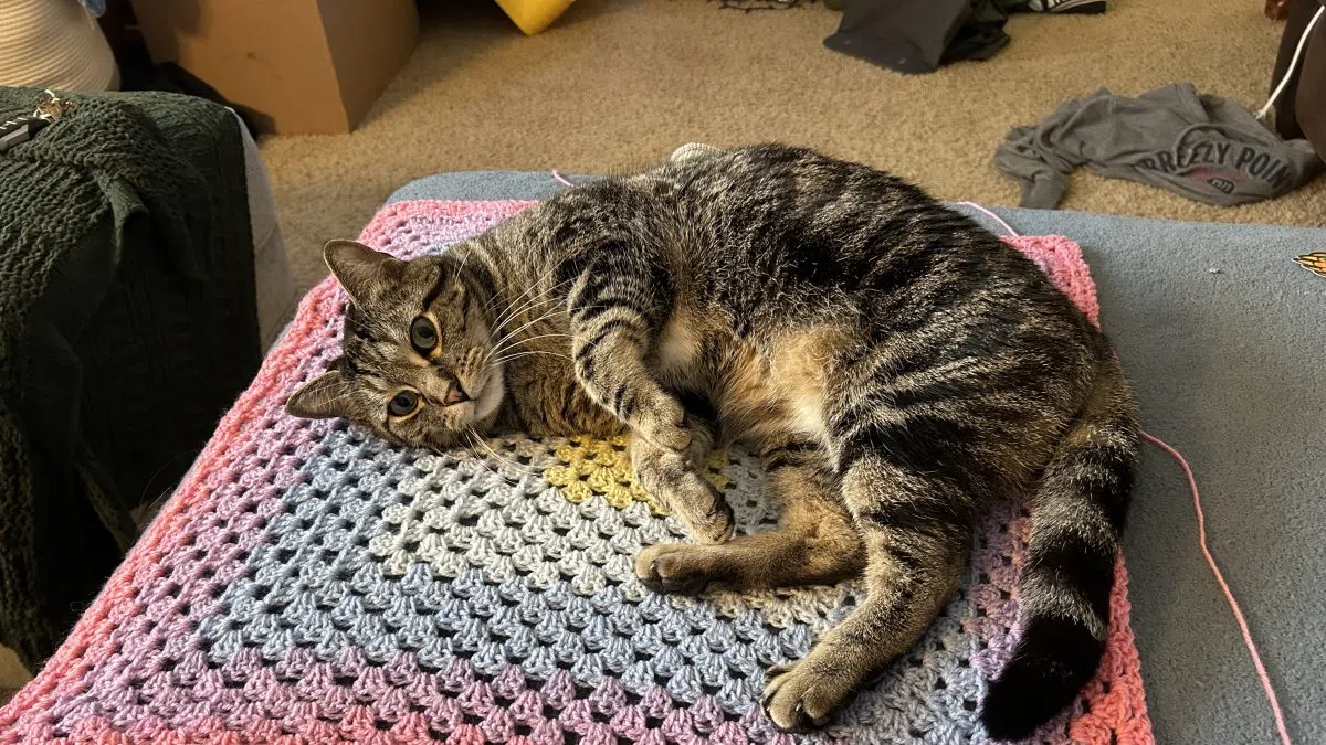 Missing Cat Alert: Help Us Find Goose! | The Mighty 790 KFGO | KFGO