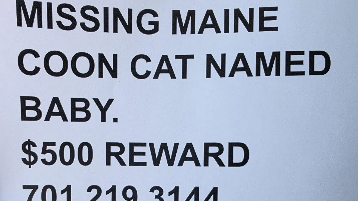 Lost Cat – REWARD OFFERED | The Mighty 790 KFGO | KFGO