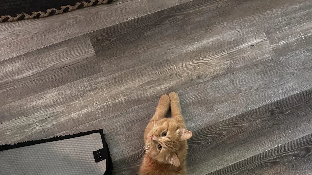 Found Cat | The Mighty 790 KFGO | KFGO