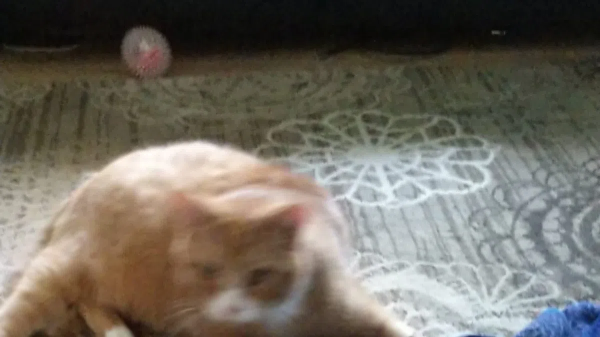 Lost Cat | The Mighty 790 KFGO | KFGO