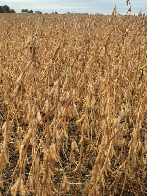 USDA issues second economic assistance payment to agricultural ...