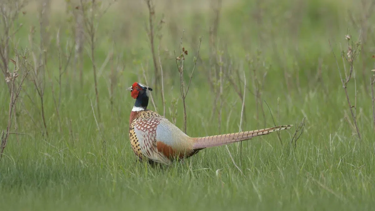 Inside the numbers of pheasants in North Dakota | The Mighty 790 KFGO ...