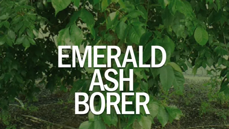 Indian diagnostic services chain Orange Health eyes profitability in ...